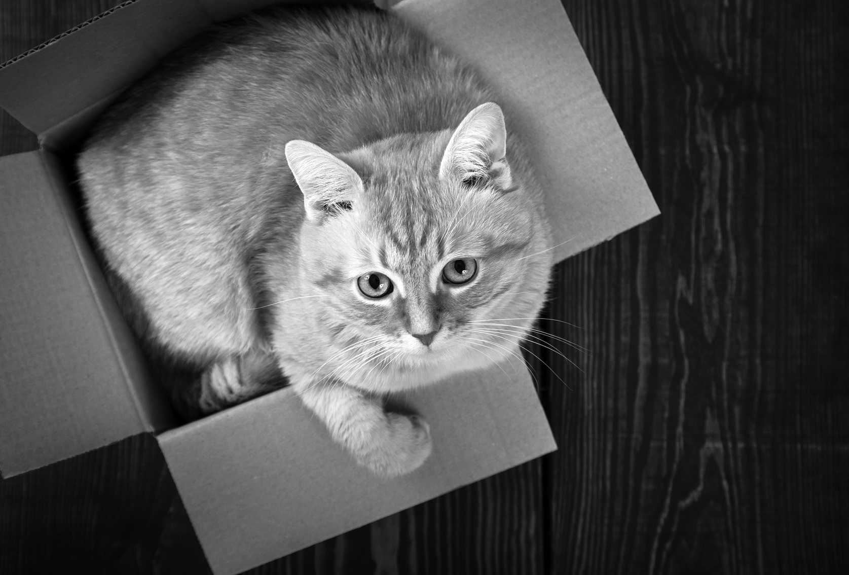 Les 10 fondamentaux pour faire de lui un chat heureux - Petscool